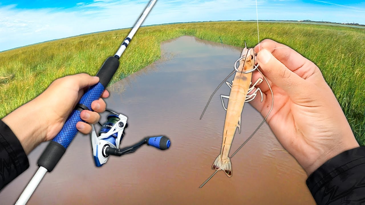 Fishing LIVE SHRIMP in Shallow Saltwater Creeks! (Big Fish) - YouTube