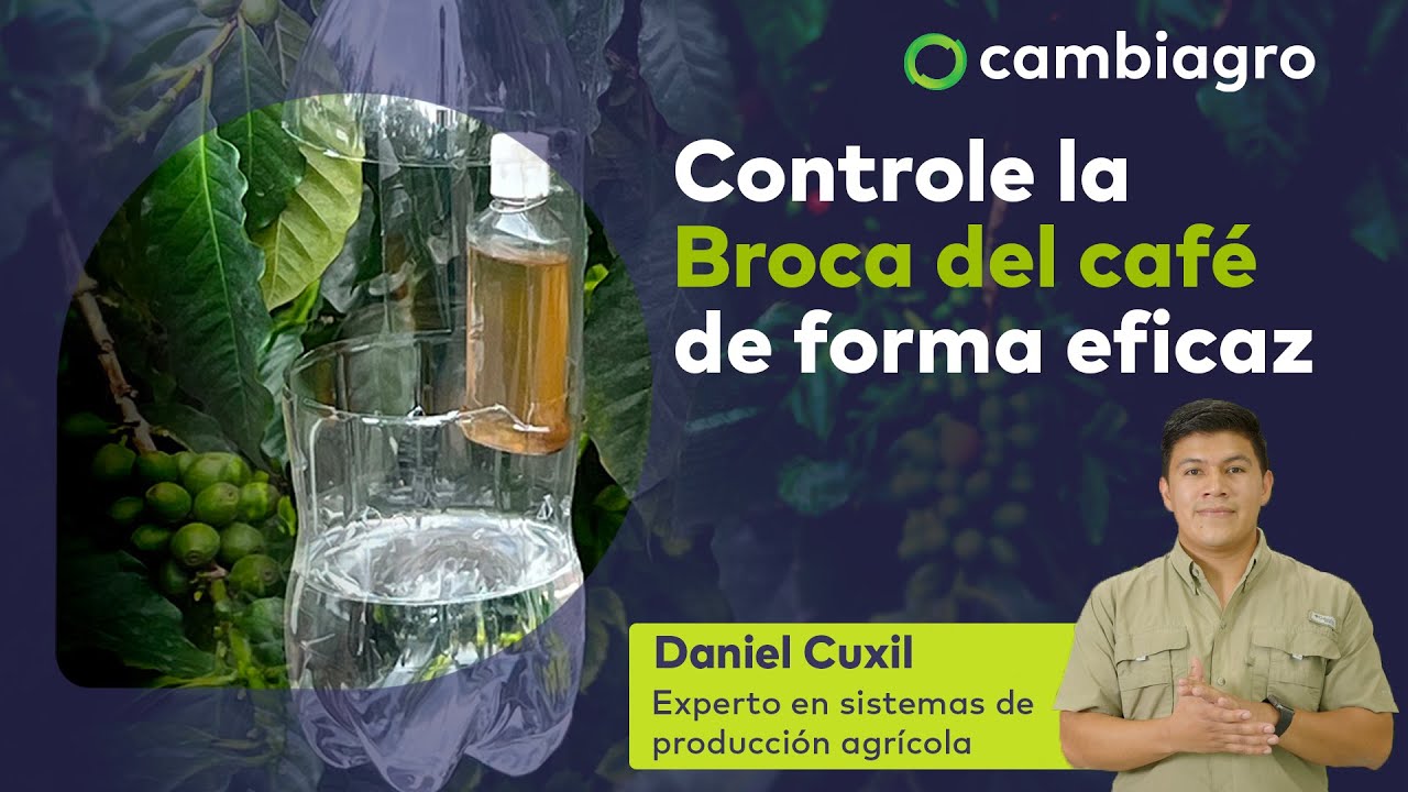 ¿Cómo hacer trampas contra la broca del café? - YouTube