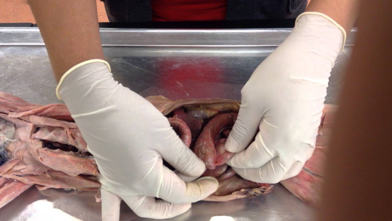 Cat Organ Systems - YouTube