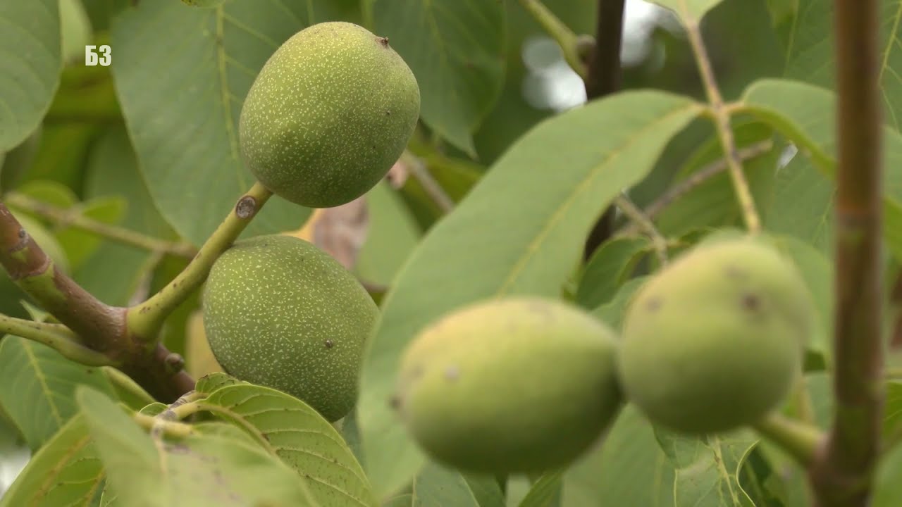 ORAH - najveći EKSPERIMENT u SRBIJI - na 10 ha orašar - SORTE - UKOPANO ...
