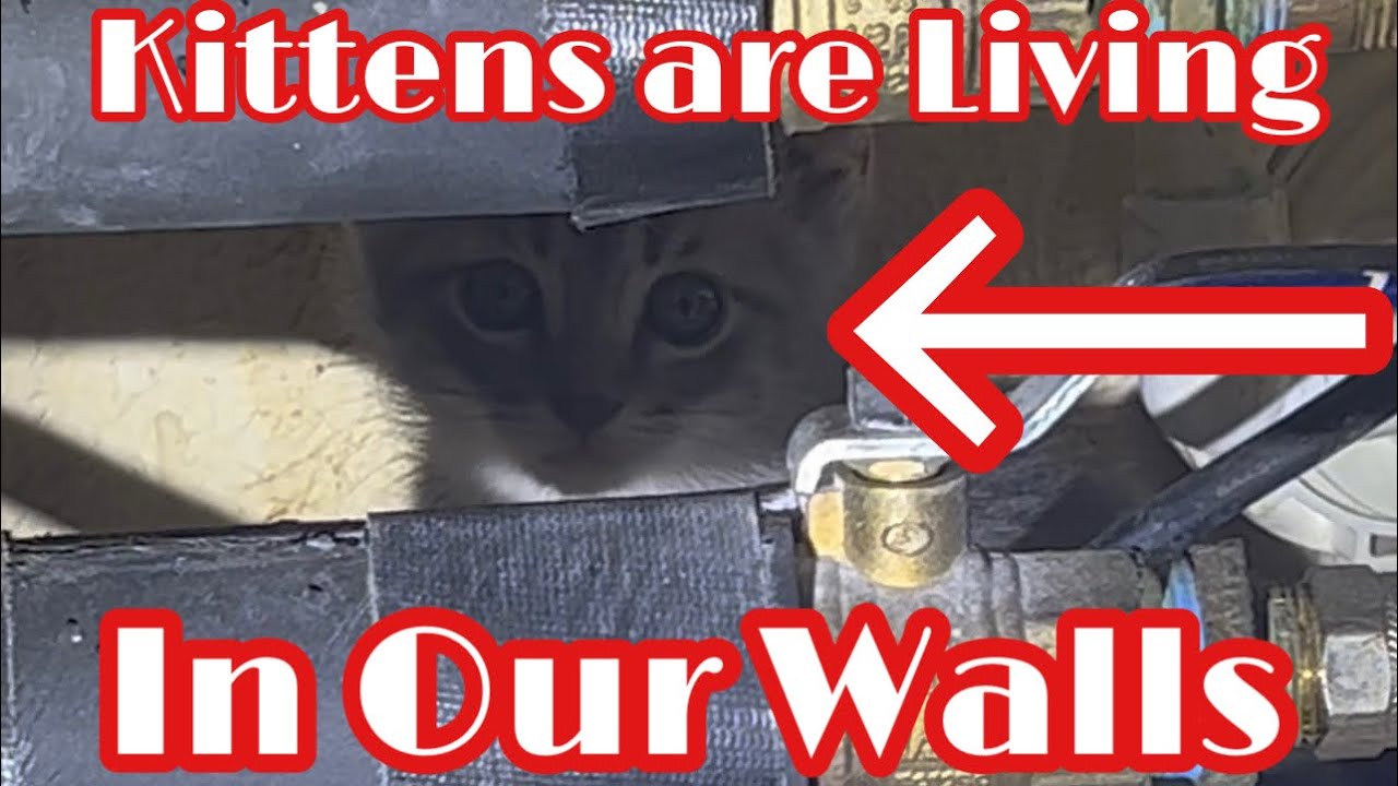 Wild Kittens Are Living In Our Walls - YouTube
