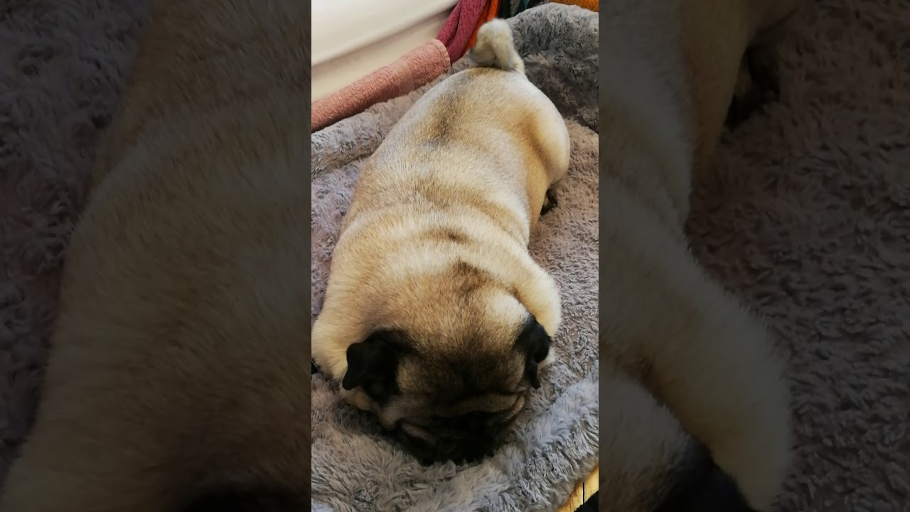 Heide the Pug wagging her tail - YouTube