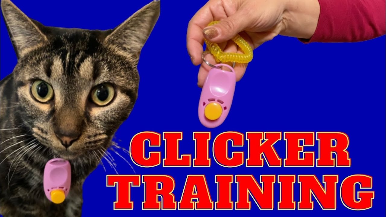 HOW TO CLICKER TRAIN YOUR CAT - YouTube
