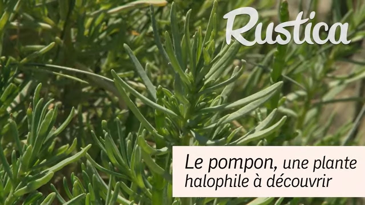 Le pompon, une plante halophile à découvrir - YouTube