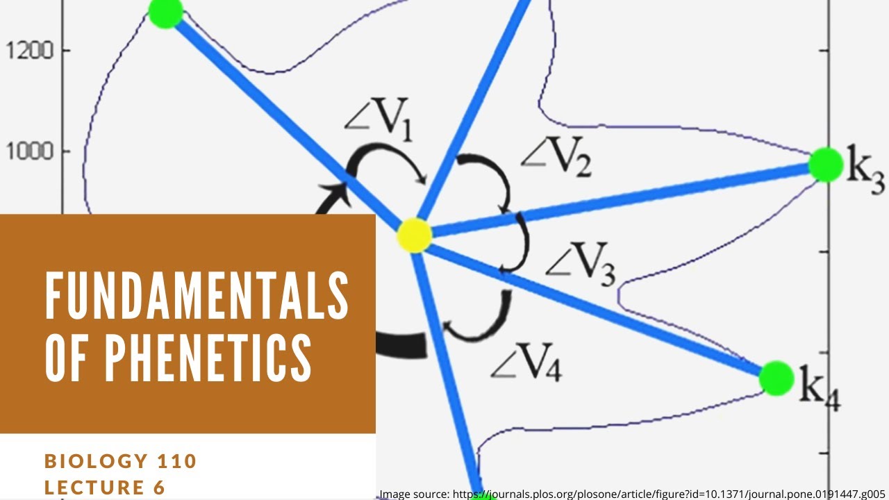 Lecture 6 Fundamentals of Phenetics - YouTube