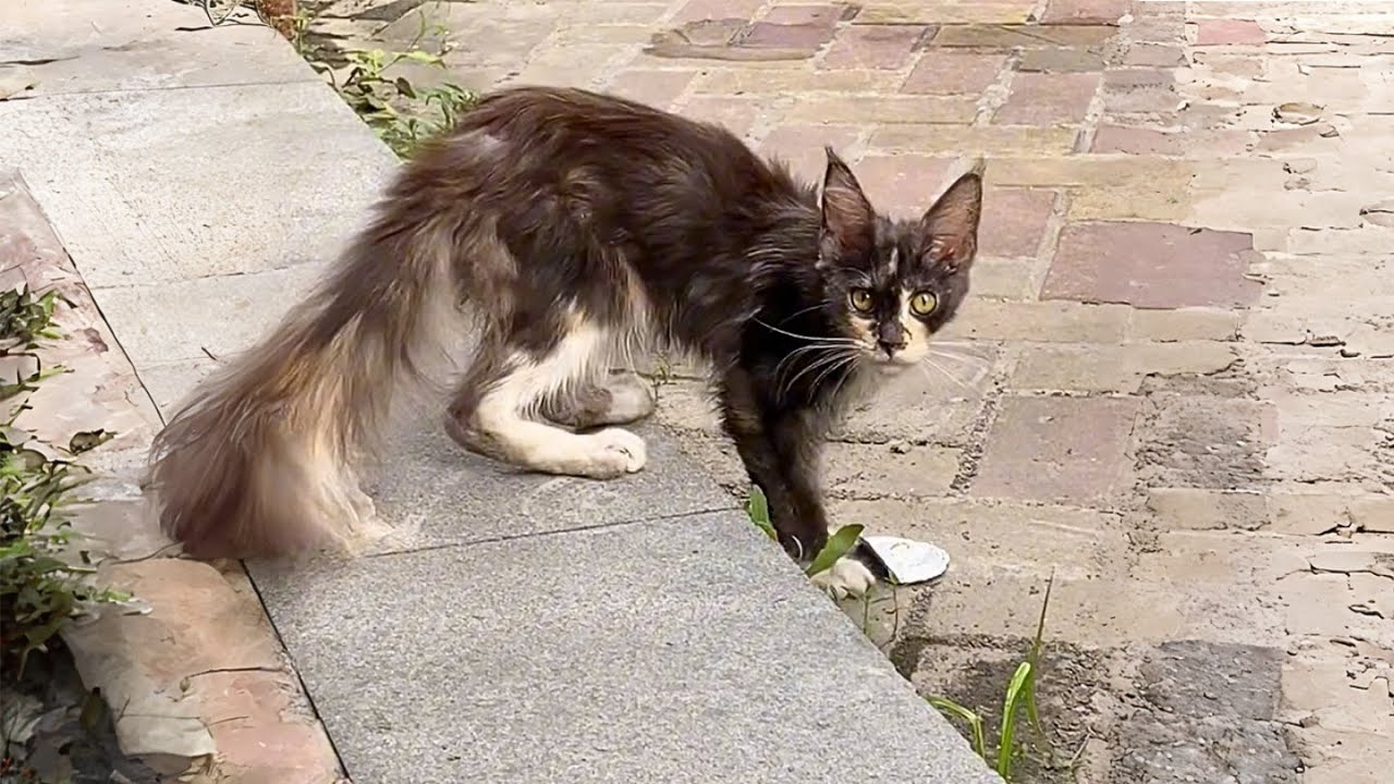 This sick, hearing-impaired stray cat wanders the streets, her lean body not masking her beauty ...