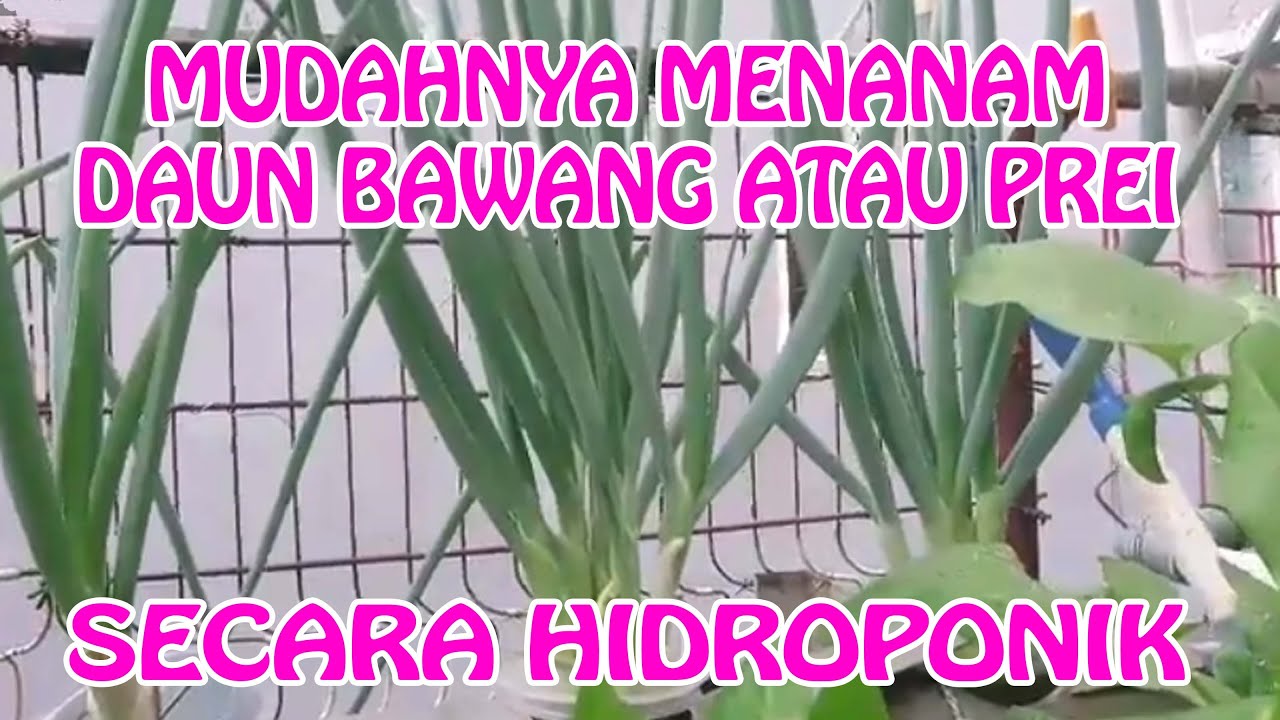 CARA MUDAH MENANAM DAUN BAWANG ATAU PREI SECARA HIDROPONIK - YouTube