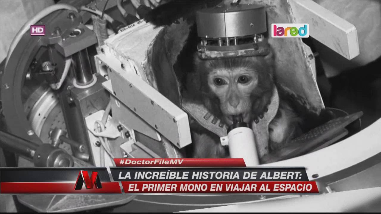 La historia del primer mono que viajó al espacio - YouTube