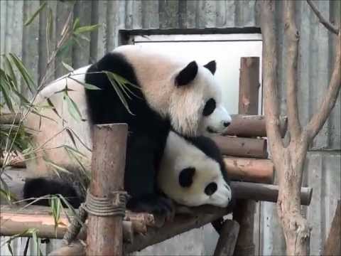 Le centre de reproduction des pandas à Chengdu 2 - YouTube