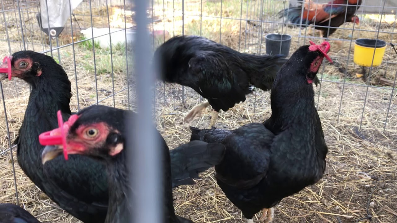 Black Asil David Tune bloodline - YouTube