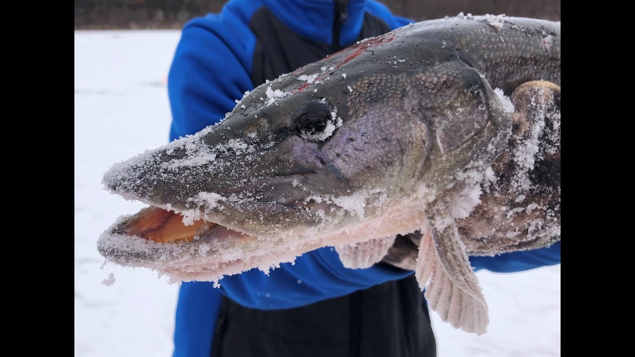 Northern Pike Ice Fishing With Sailing Landlocked Ep. 16 - YouTube
