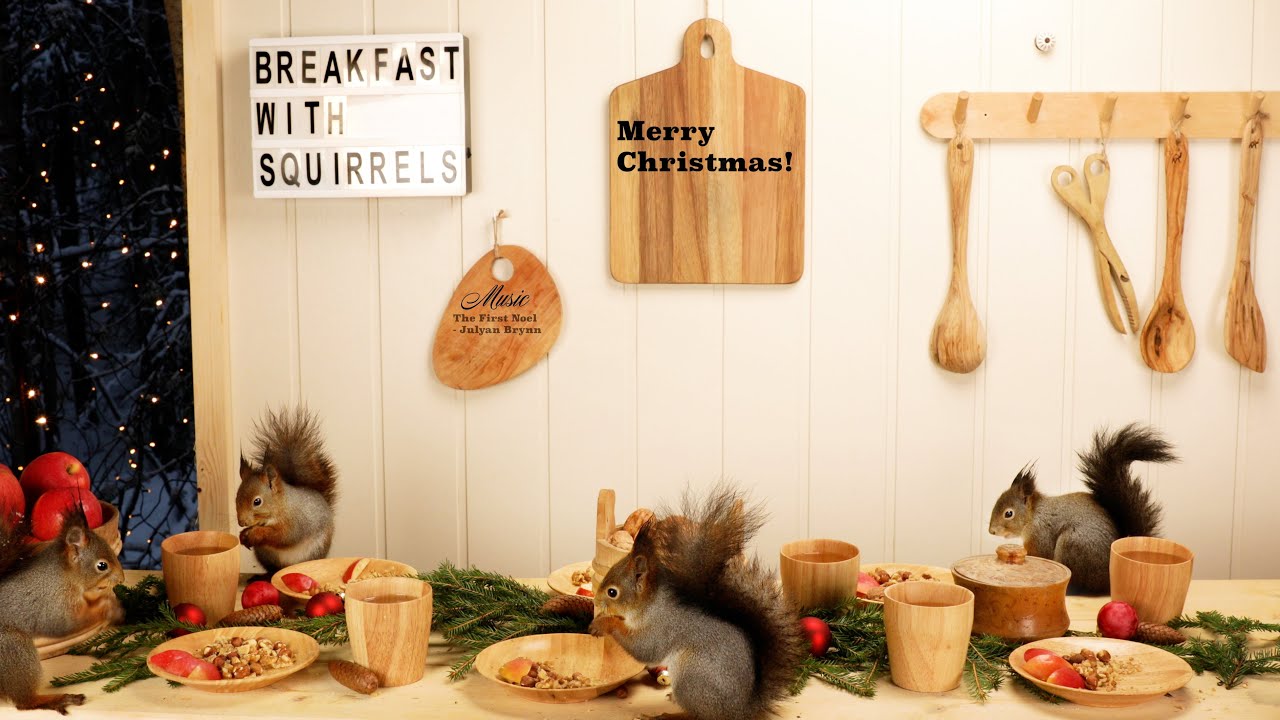 Christmas Breakfast With Squirrels and Peaceful Christmas Music - YouTube