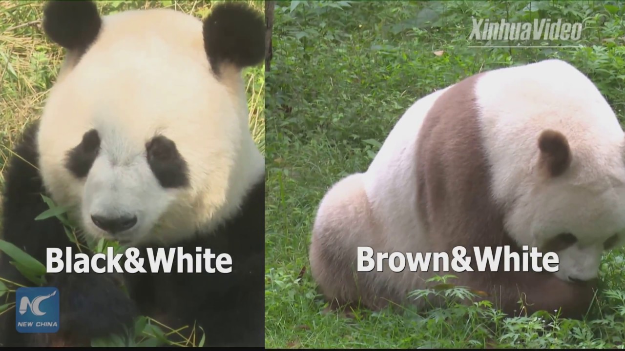 Why brown? Chinese researchers try to demystify giant panda's unique ...