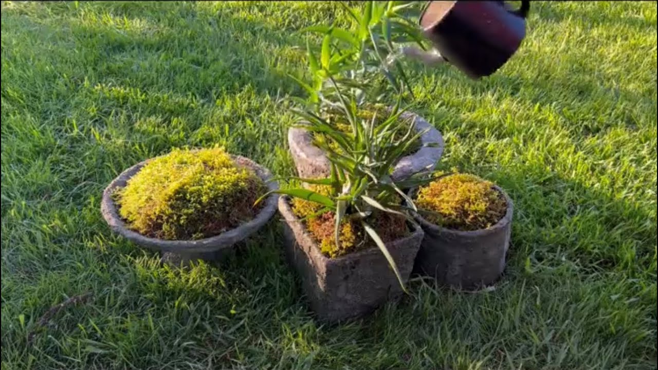 Refacing old and crazed ceramic planters using cement | Fixing broken ...