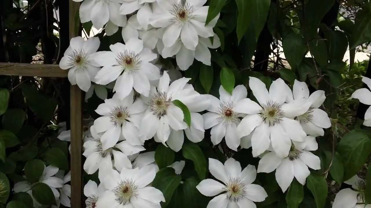 Clematis - marmoraria - portrait of flowers - YouTube