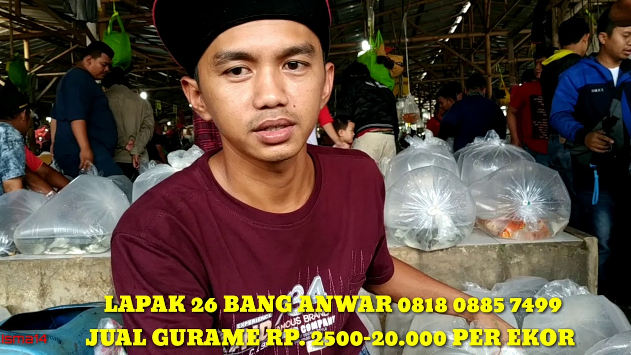 PASAR IKAN HIAS PARUNG 2019 😁 LAPAK 26 IKAN GURAME BIG SIZE MURAH - YouTube