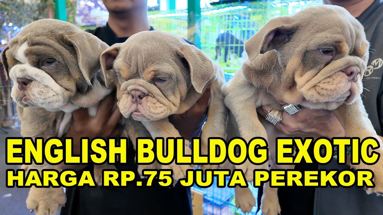 Jual Anak Anjing English Bulldog Exotic Color Harga Rp.75 Juta - YouTube