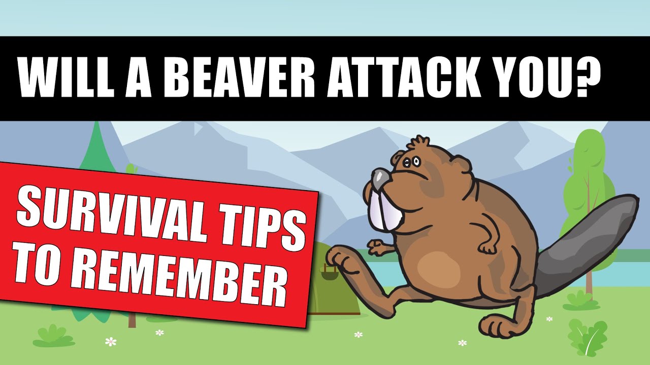 Beaver Attack - 3 Top Tips To Prevent You Or Your Dog from Getting Hurt ...