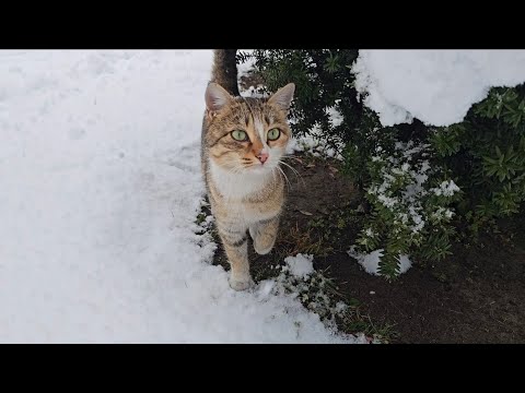İsmayıllı qış fəsli - Ismayilli winter season - 4K 60FPS