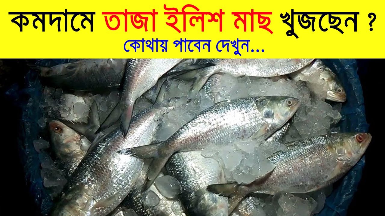 কোথায় কমদামে ভালো ইলিশ মাছ পাওয়া যায়? How to Identify Original Hilsa ...