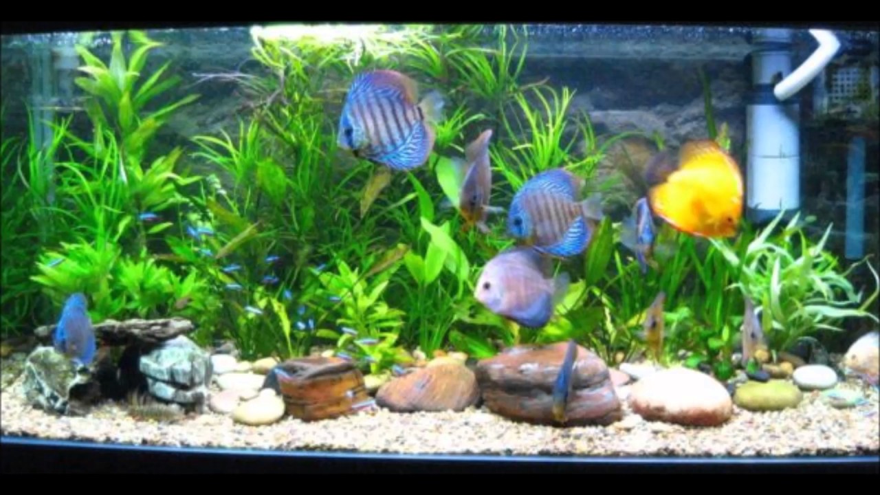 Znajomy akwarysta kupił ryby akwariowe neonki - YouTube