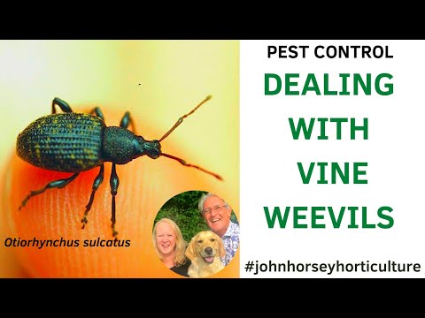 How To Get Rid Of Yellow Poplar Weevils