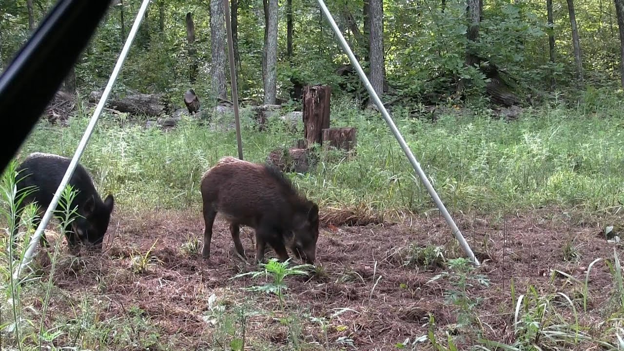 Robin & Sandy Parks Hog Hunt in MO @SqwincherOutdoors - YouTube