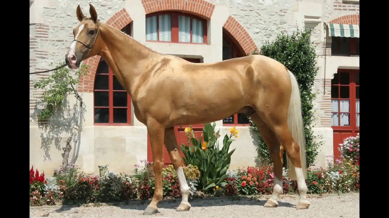 My SSO ideas: New horse models; Arabian & Akhal-teke - YouTube
