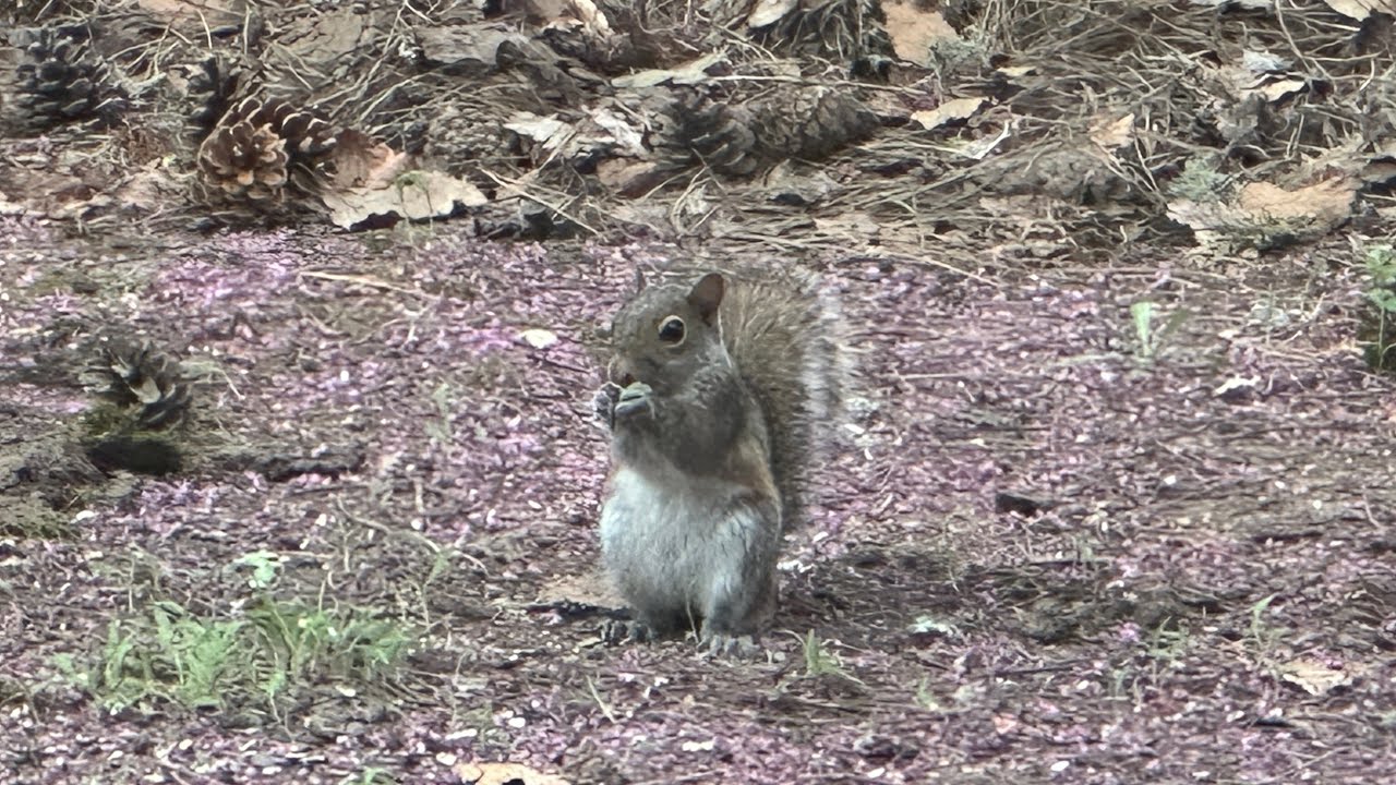 Rat attacks squirrels - YouTube