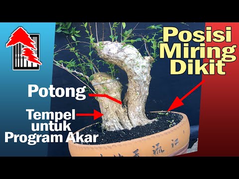 Tutorial Membuat Bonsai Anting Putri by Tedy Boy Bandung