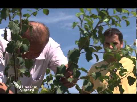 Zelena rezidba na mladim biljkama sljive U nasem ataru 489 - YouTube