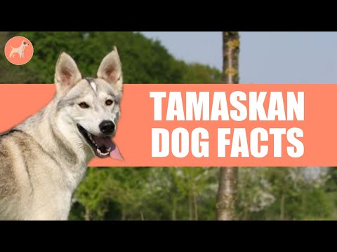 The 10 Most Amazing Facts About the Tamaskan Dog Breed [+video]
