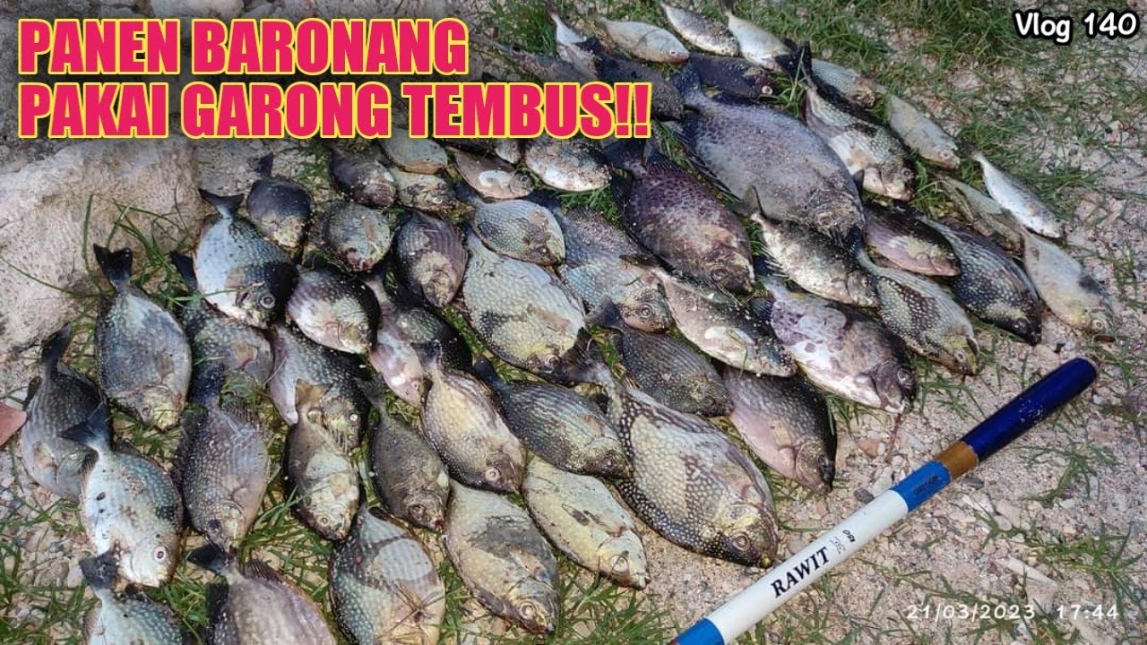 MANCING BARONANG DI PINGGIRAN BISA STRIKE SEBANYAK INI || MANCING ...