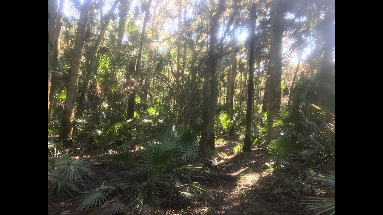 Explore Tosohatchee Wildlife Management Area - YouTube