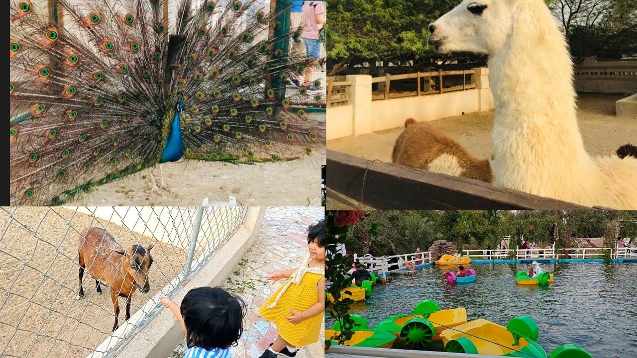 ഖത്തറിലെ മനോഹരമായ ഫാം//North Sidra Farm/ Doha,Qatar - YouTube