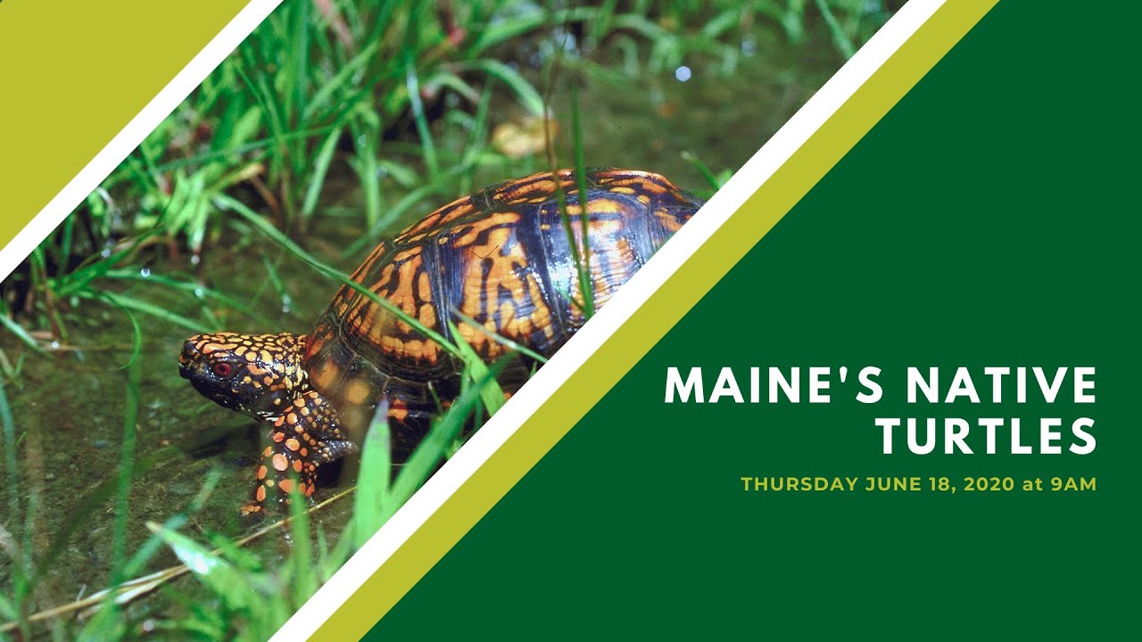 Maine's Native Turtles - YouTube