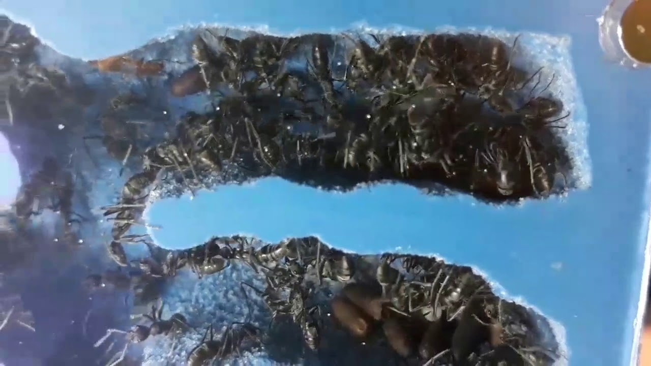 Tar heel Ants: Fortress, Blue formicaria | Moving my Dinosaur ants ...