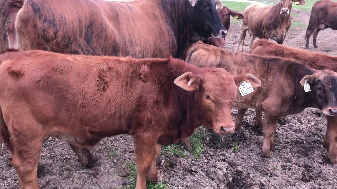 F1 Brahman x Red Angus Heifer pairs exp back Red Angus Bull - YouTube