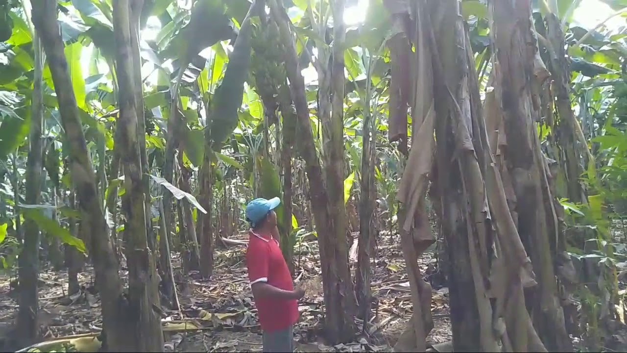 Aksi sahabat Susanto,Santo..., dalam membuat Vidio dipedesaan yapet ...