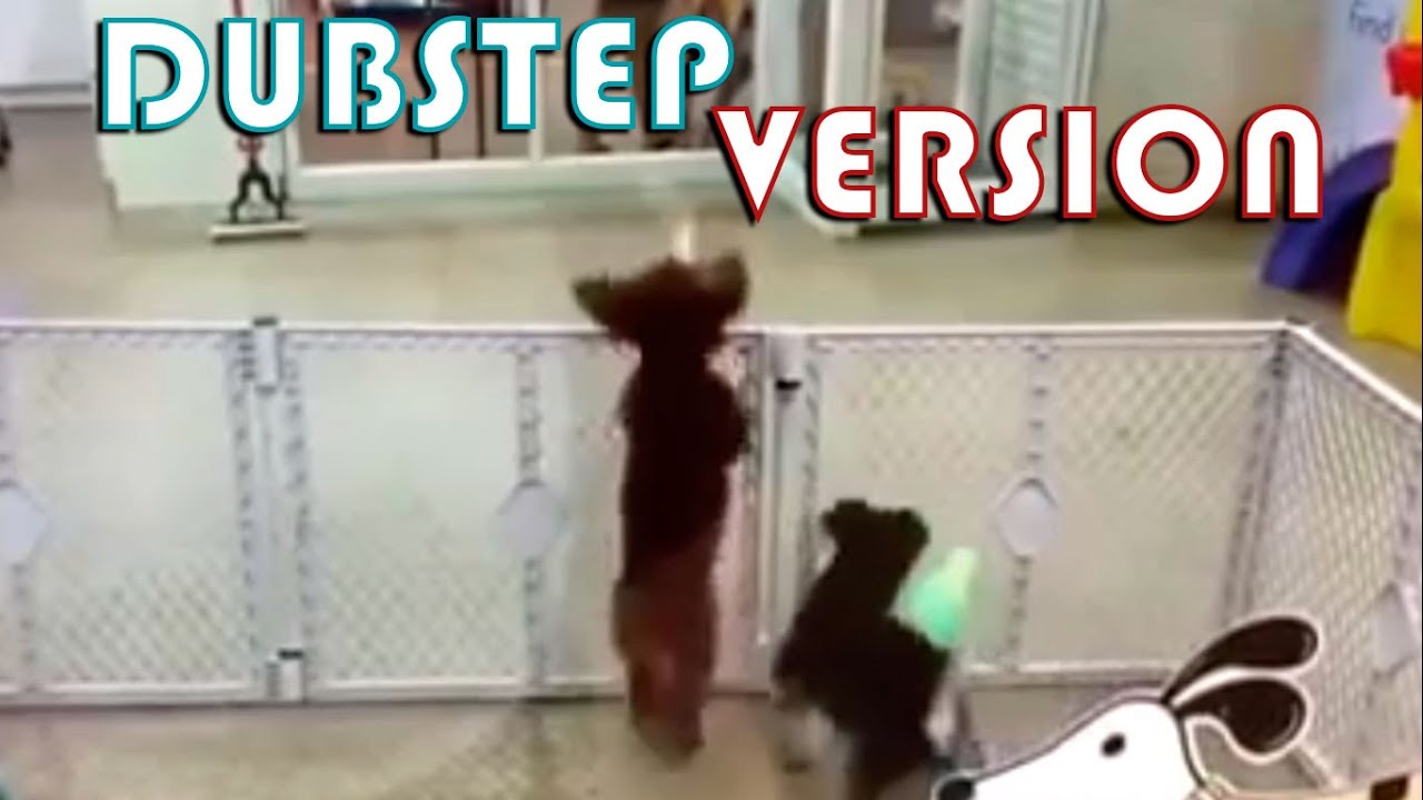 Dog Dancing Salsa (Dubstep Version) - YouTube