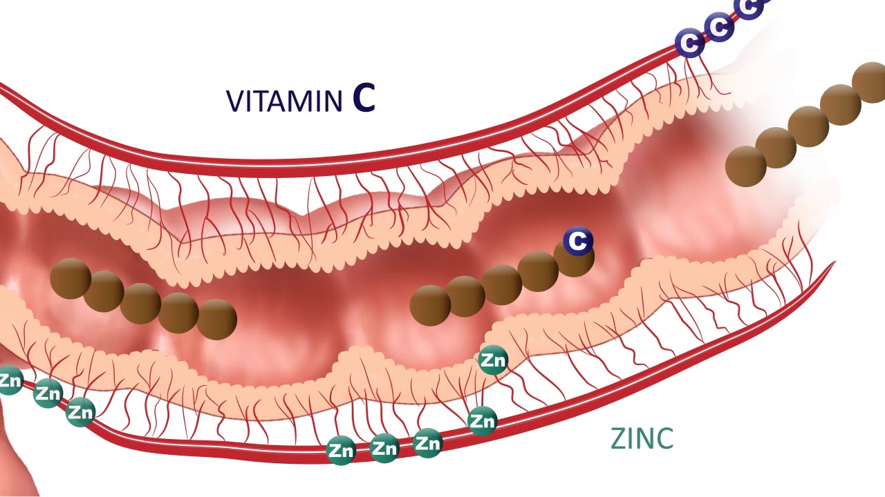 Normal Gut - YouTube