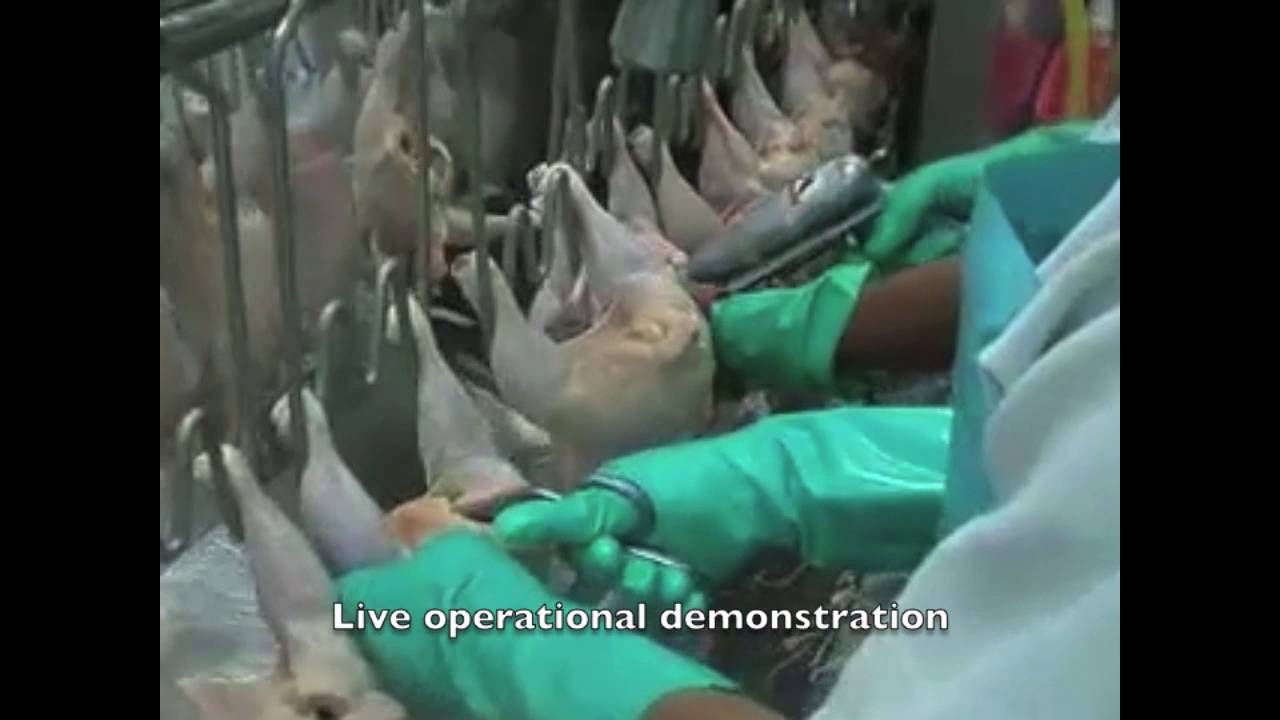 Use Poultry Tech Evisceration trough with manual and semi-automatic ...