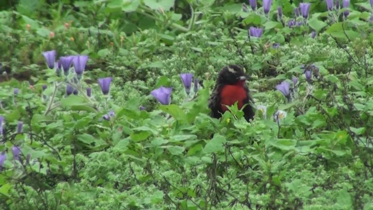 Birds of Peru: Peruvian meadowlark (Sturnella bellicosa) - YouTube