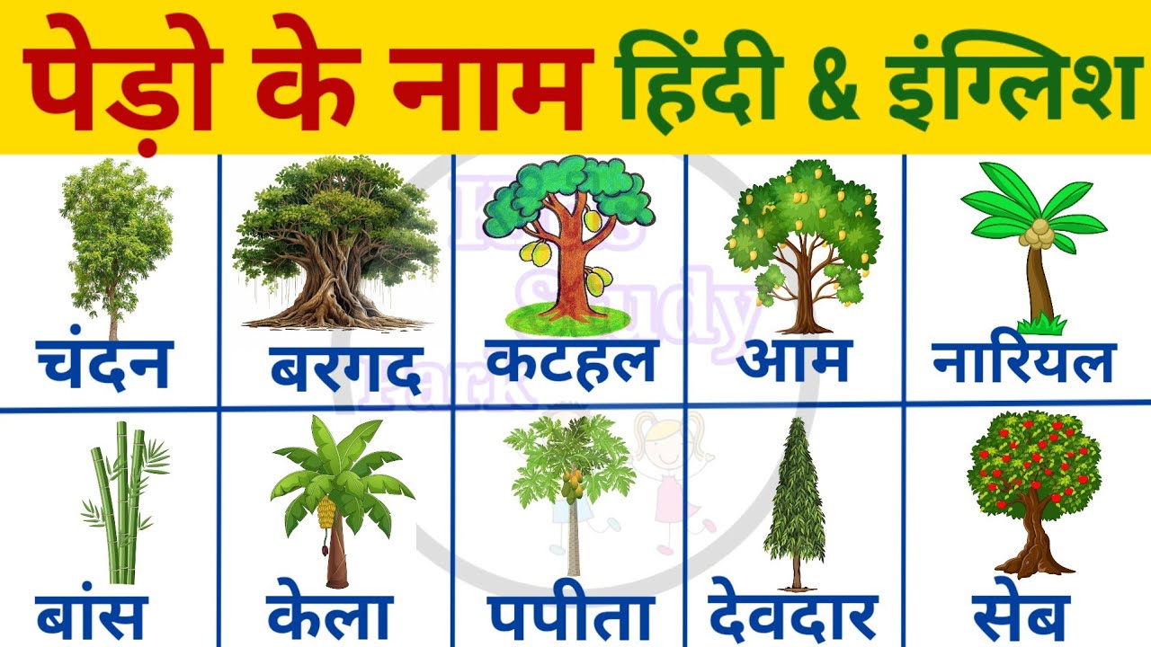 Trees Name in Hindi and English with pic | पेड़ों के नाम | plant name ...