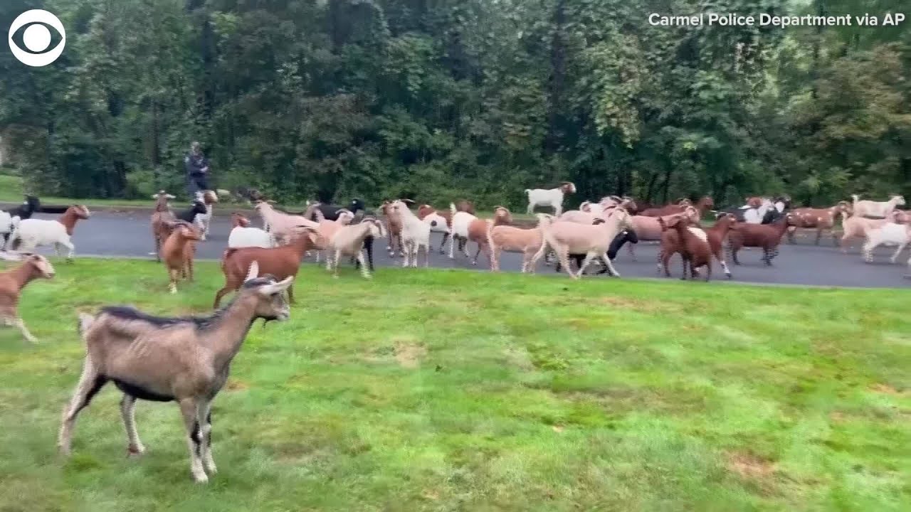 Police officers and police dog herd goats in New York - YouTube