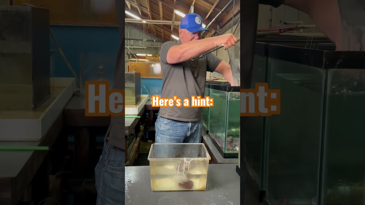 What’s This Critter?| Deep Look - YouTube