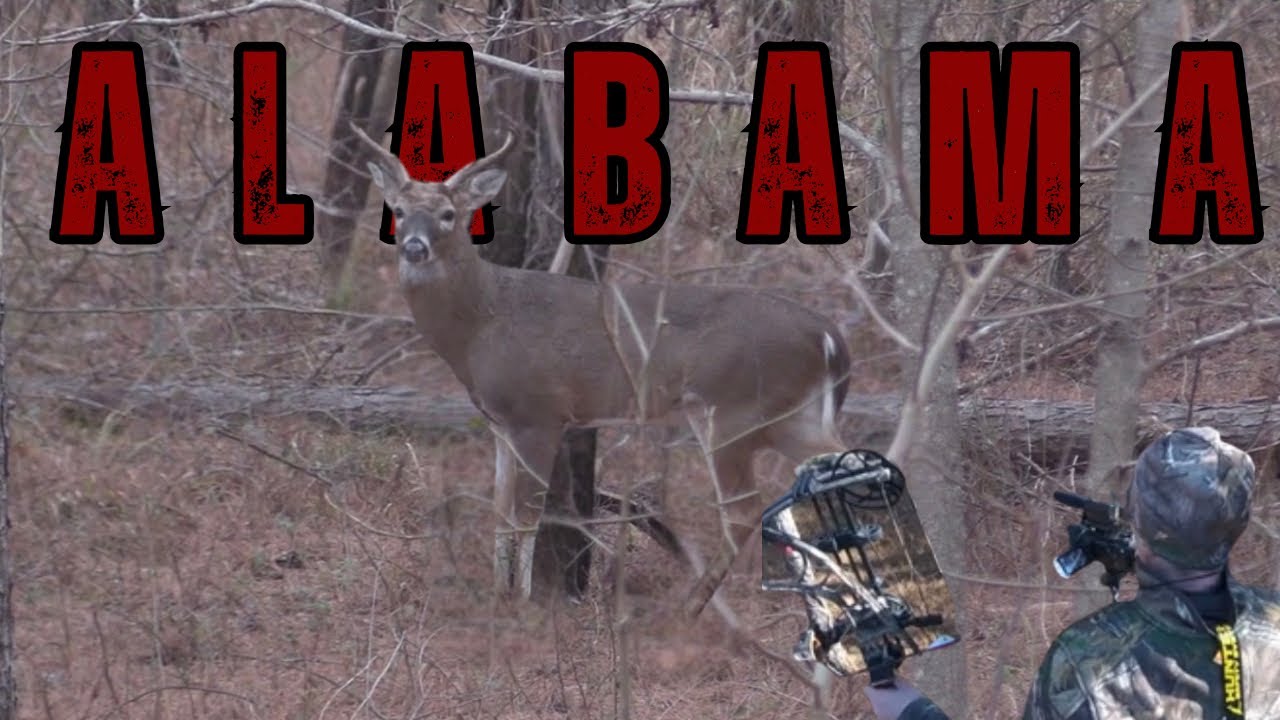 BIG Alabama Buck at 14 YARDS, HANG and HUNT RUT action || LONGTINE ...