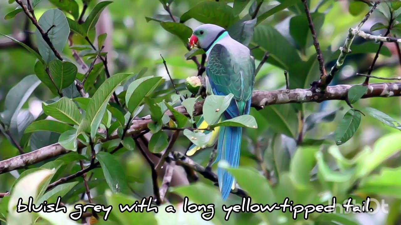 Malabar parakeet (Psittacula columboides) | Bird Sound /Song /Call ...