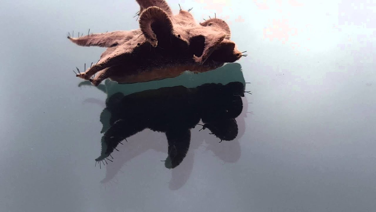 The Hag Moth - YouTube