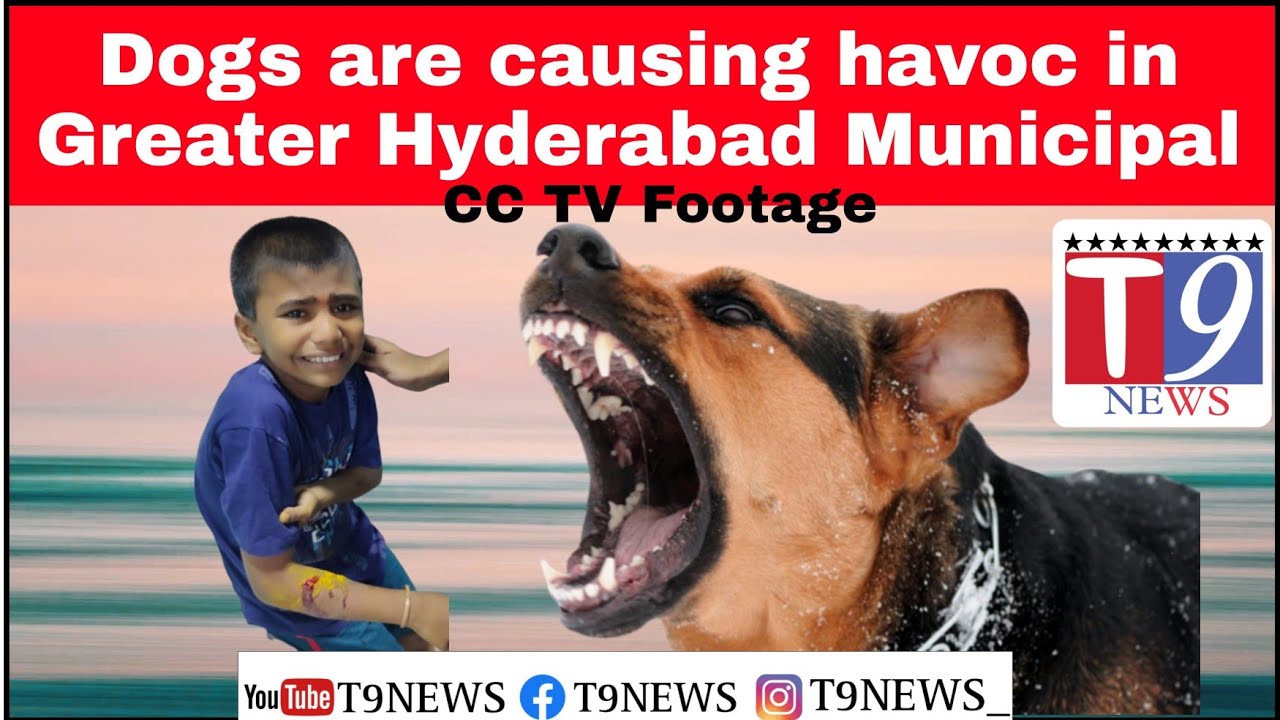 Dogs Are Causing Havoc In Greater Hyderabad Municipal Corporation Limit ...